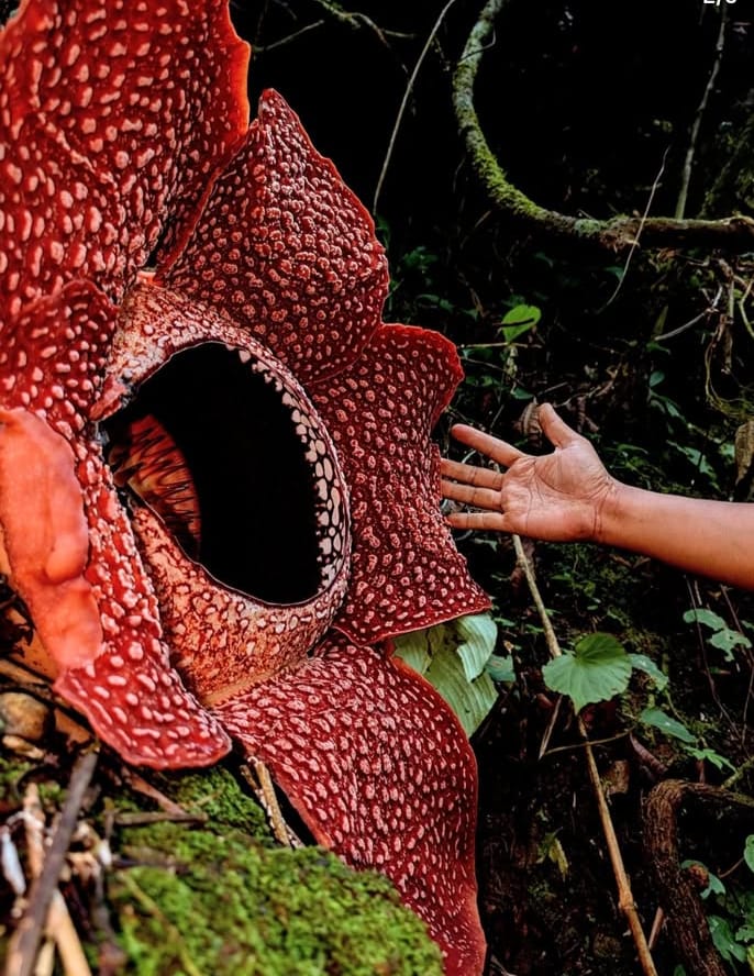 Hilang 13 Tahun, Peneliti Temukan Kembali Rafflesia - Aksarabrita.com